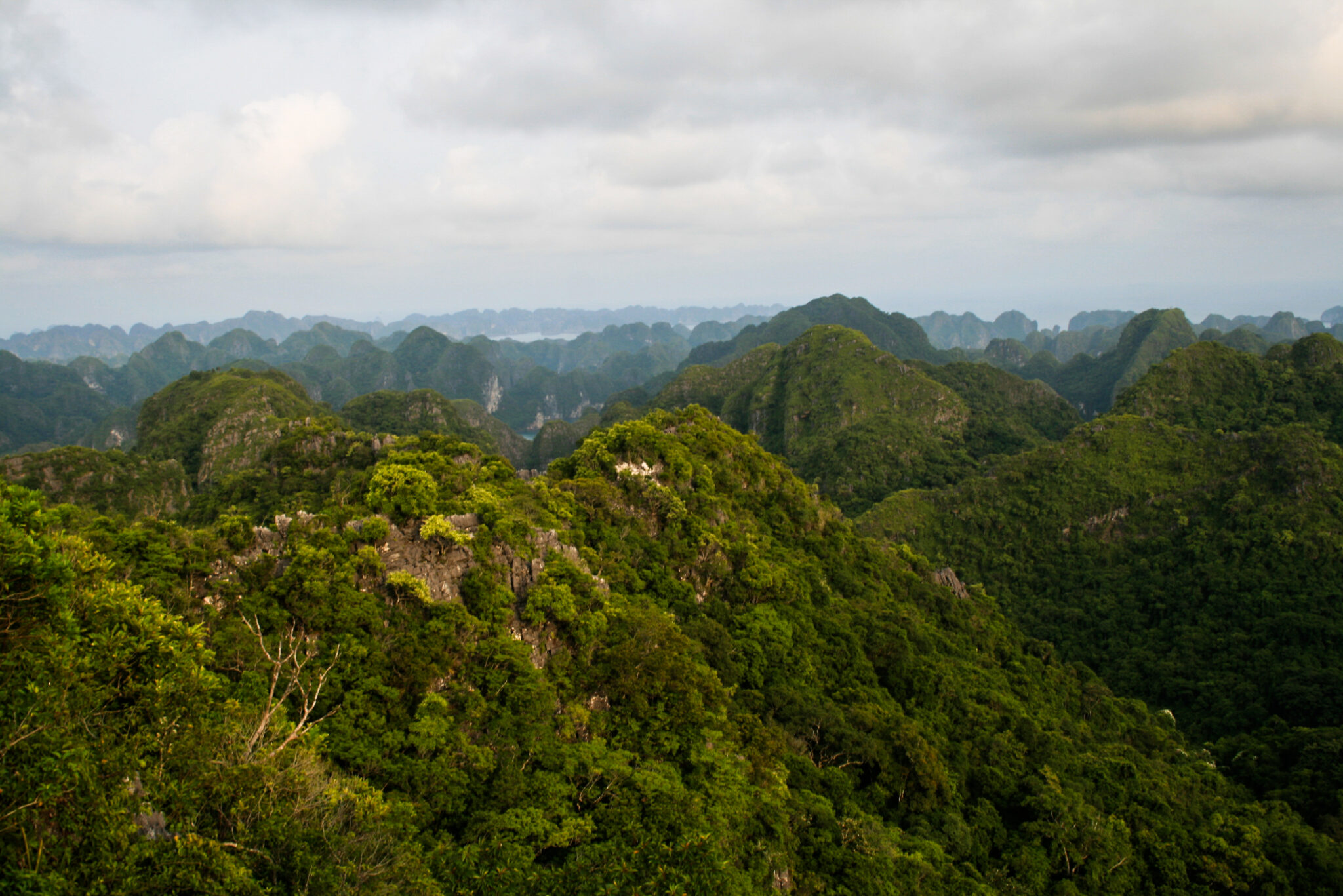 Forests - Land and Climate Review